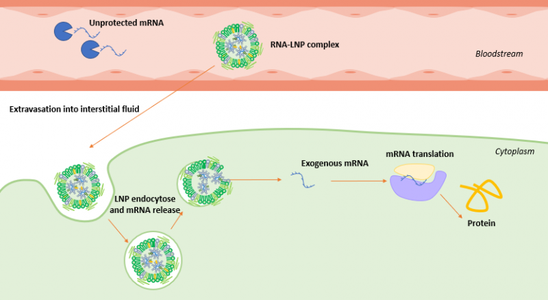 Lipid Nanoparticle for mRNA delivery - Inside Therapeutics