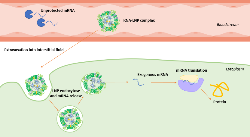 Lipid Nanoparticle for mRNA delivery - Inside Therapeutics