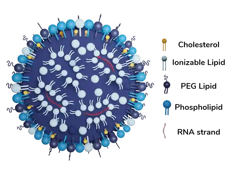 RNA-LNP vaccines: The Role of Lipid Nanoparticle Compositions - Inside Therapeutics