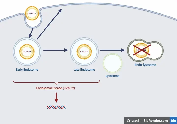 Endosomal Escape: Key Challenge in LNP Therapeutics - Inside Therapeutics