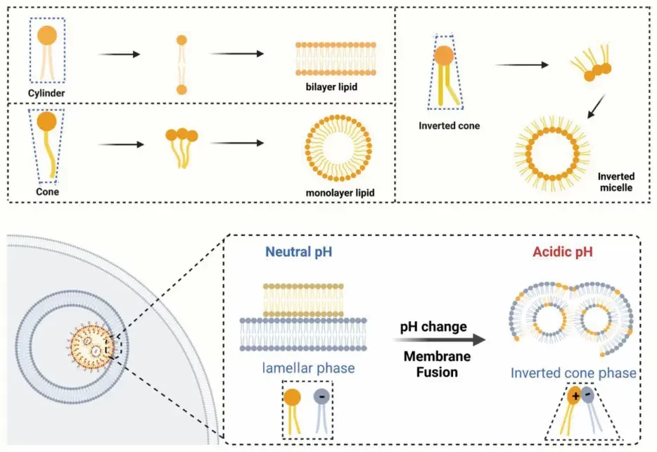 Endosomal Escape: Key Challenge in LNP Therapeutics - Inside Therapeutics