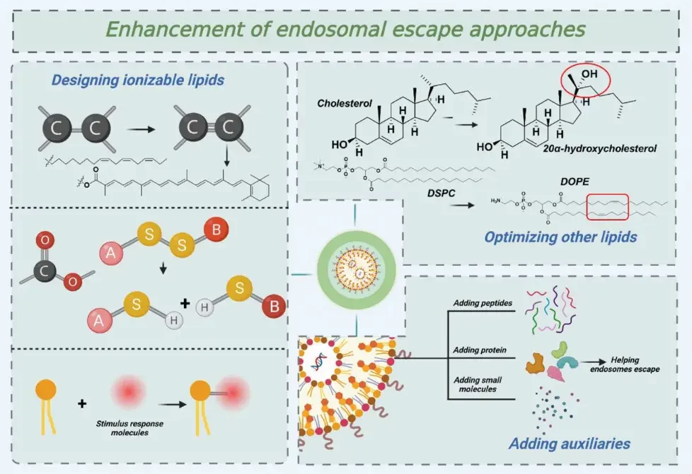 Endosomal Escape: Key Challenge in LNP Therapeutics - Inside Therapeutics